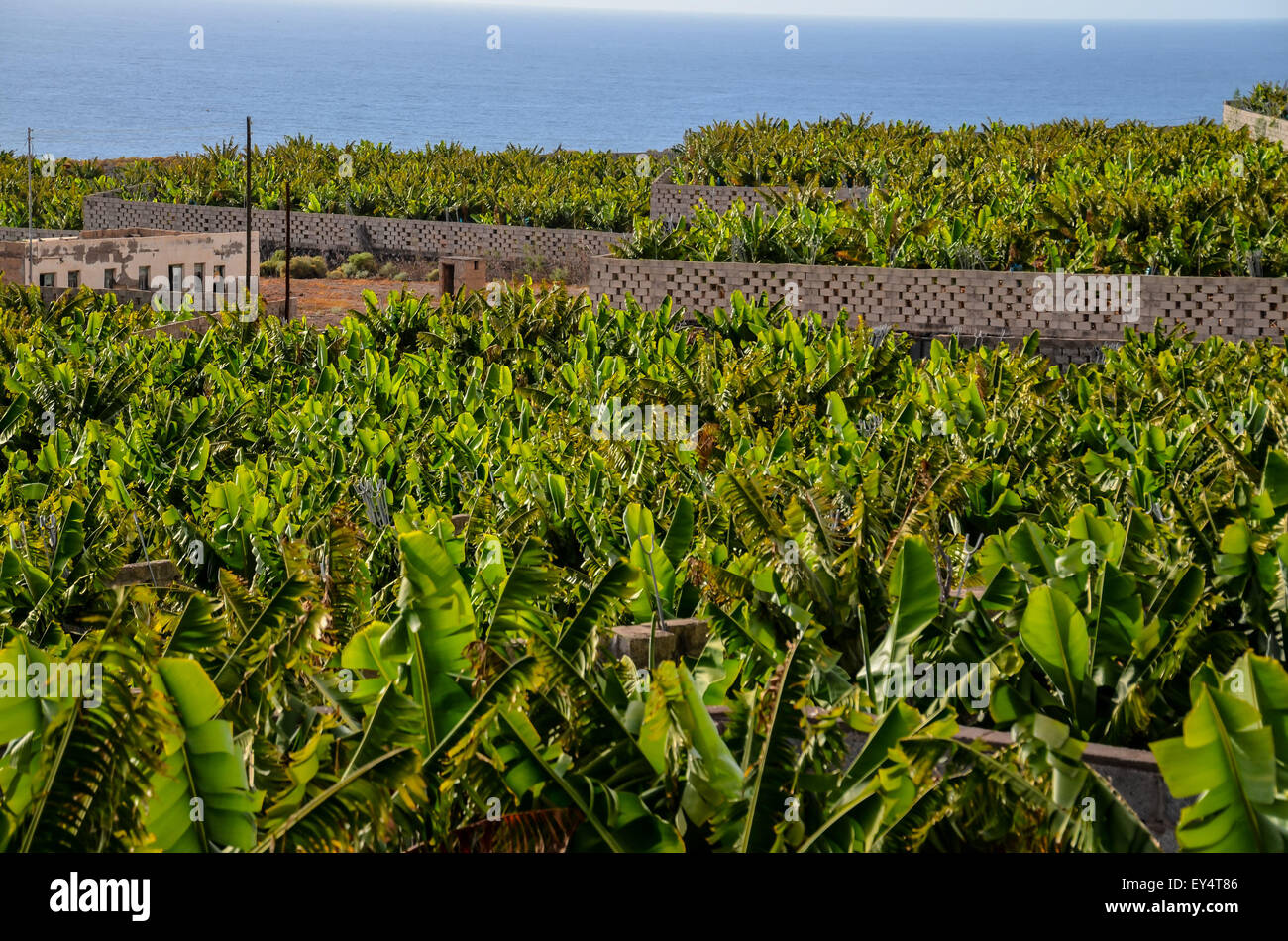 Banana Plantation Field Stock Photo - Alamy