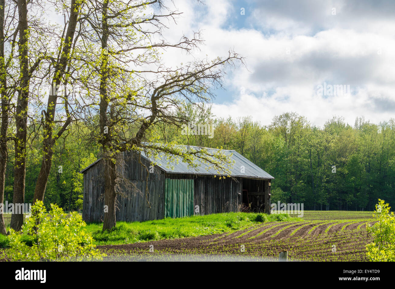 Shed Woods High Resolution Stock Photography and Images - Alamy