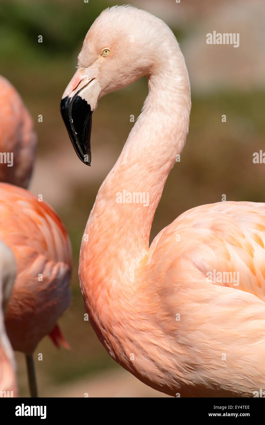 Pink bog bird hi-res stock photography and images - Alamy