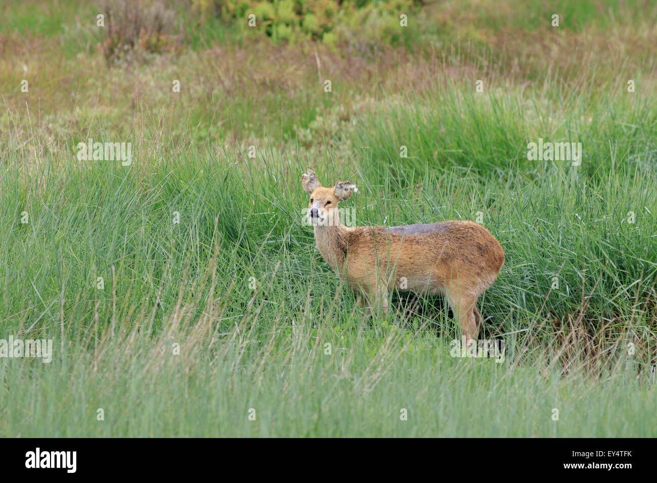 chinese water deer (Hydropotes inermis) in the UK Stock Photo - Alamy