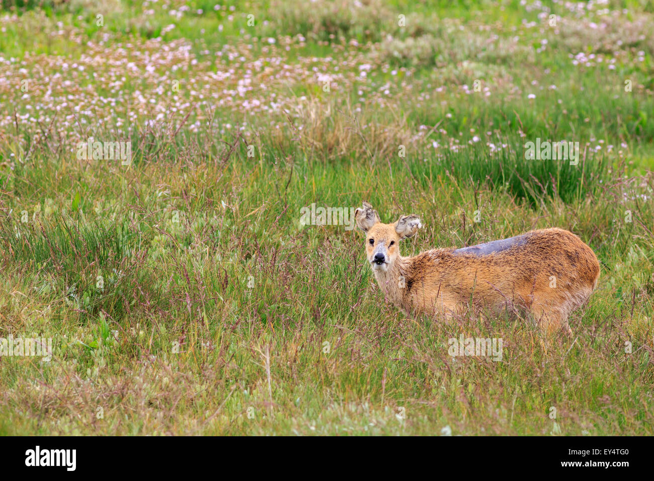 chinese water deer (Hydropotes inermis) in the UK Stock Photo - Alamy