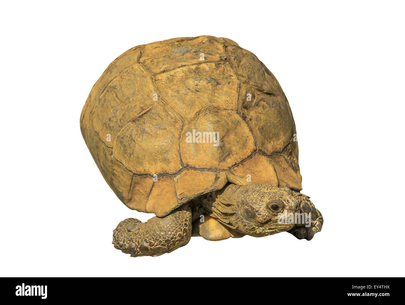 African Giant turtle Stock Photo - Alamy