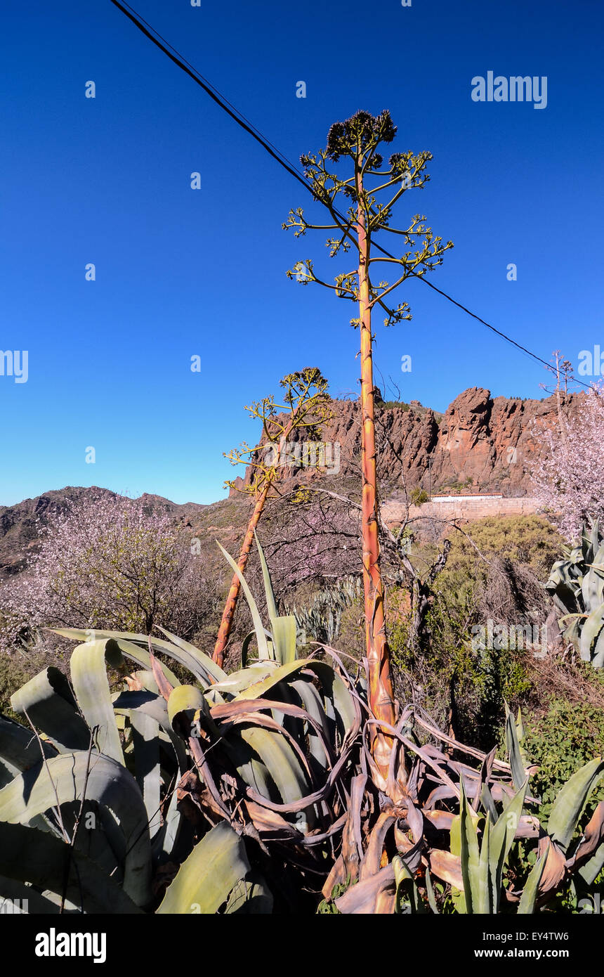 Green Agave Plant Cactus Stock Photo - Alamy