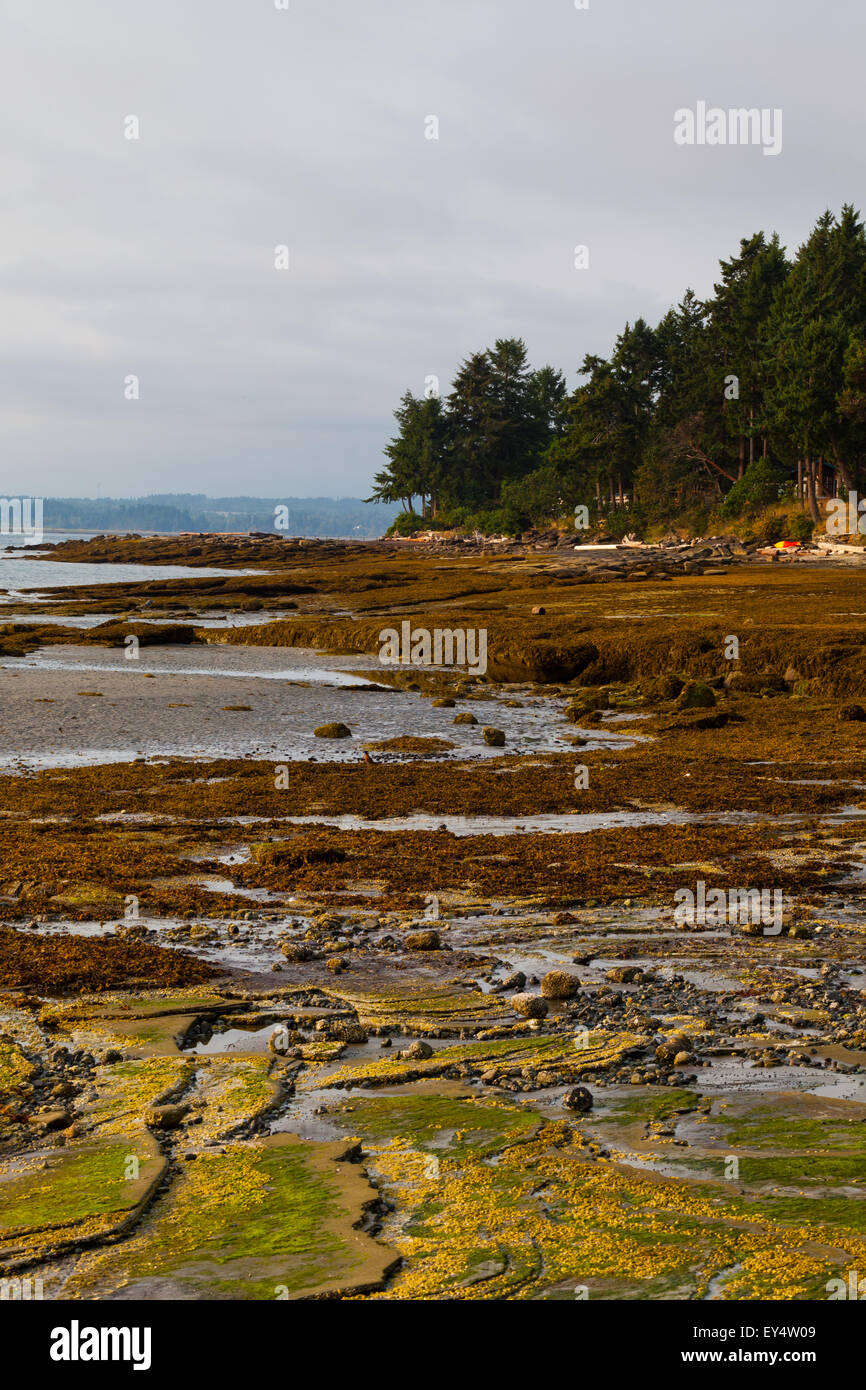 Driftwood cabin hi-res stock photography and images - Alamy