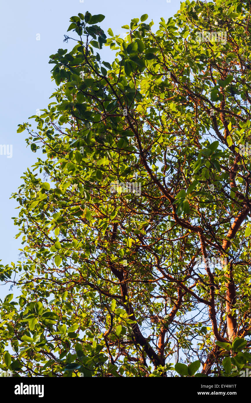 Arbutus tree in full leaf growing on the east coast of Protection ...