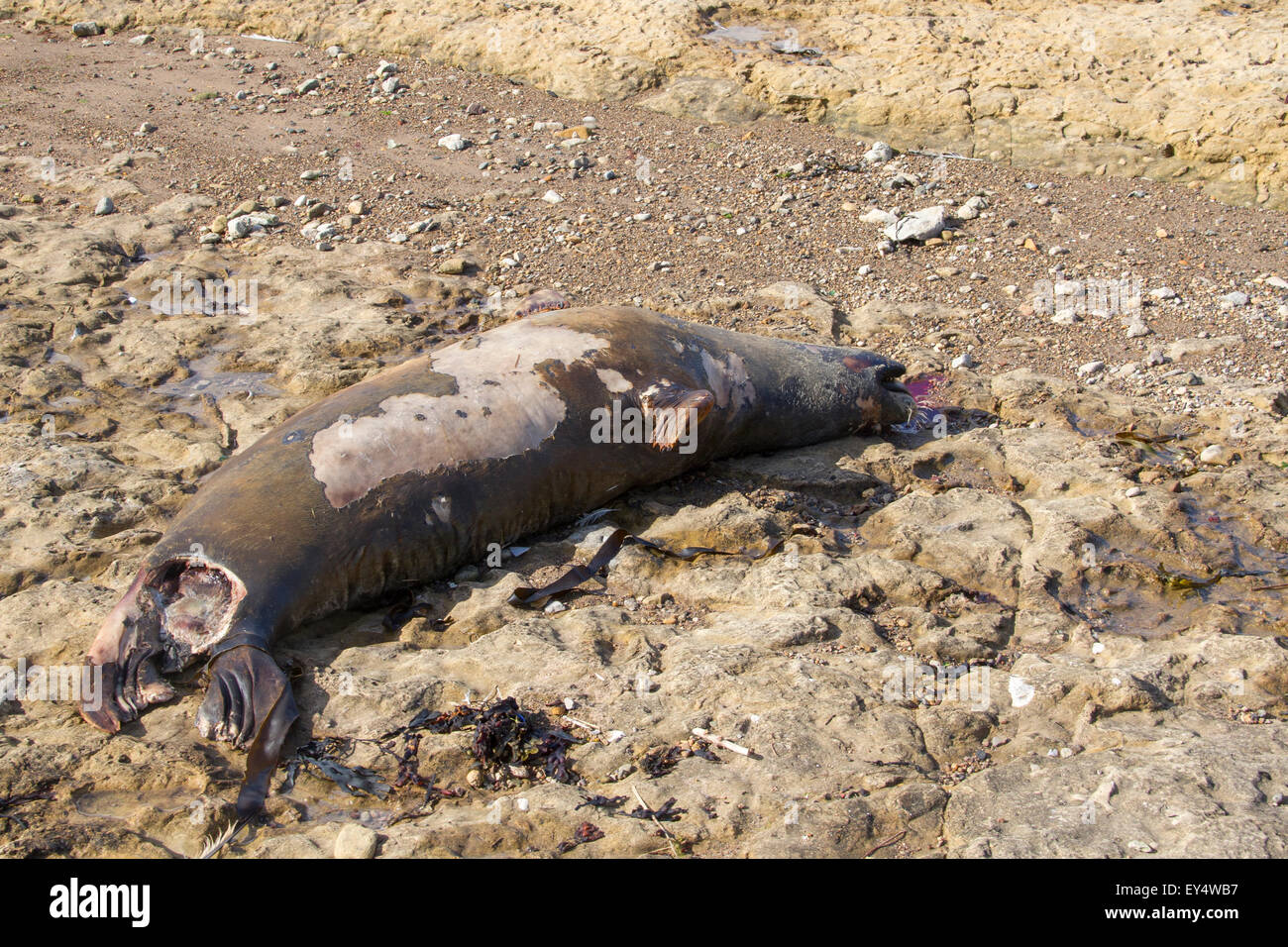 Dead Seal at Filey Brigg filey north yorkshire UK Stock Photo - Alamy