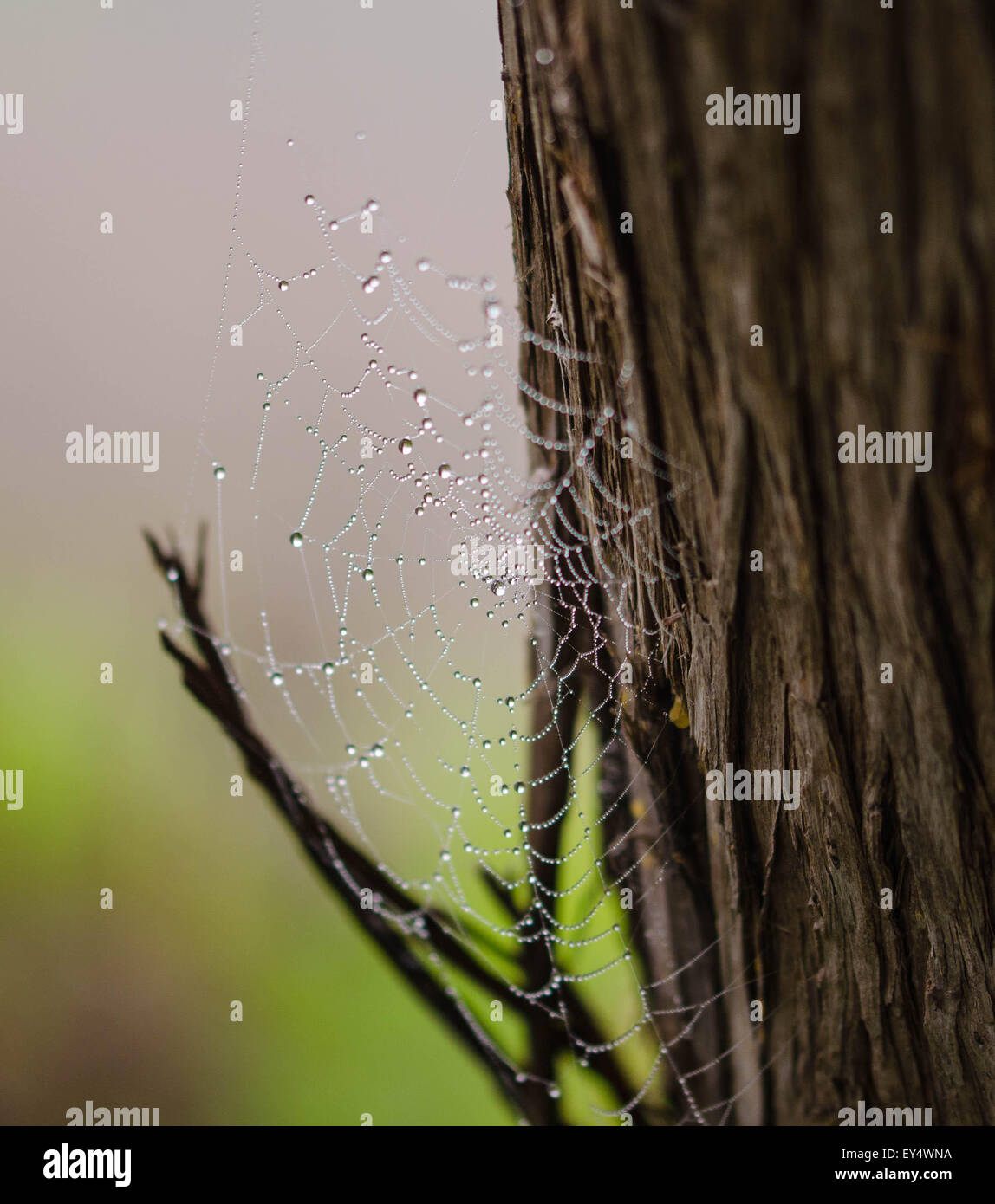 Tree Spiders High Resolution Stock Photography and Images - Alamy