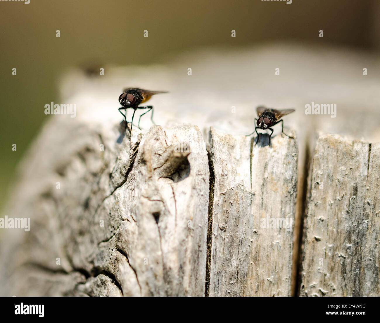 Two flies hi-res stock photography and images - Alamy