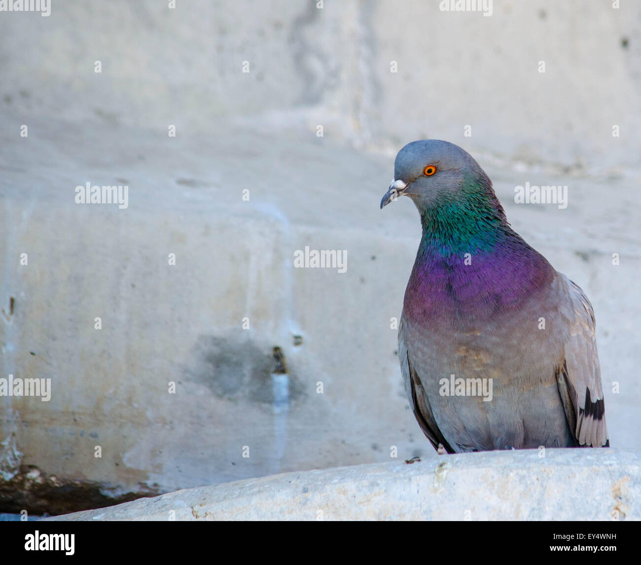 Rainbow pigeon hi-res stock photography and images - Alamy