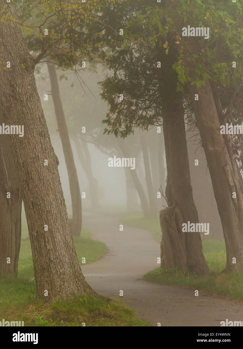 Pathway of trees in fog hi-res stock photography and images - Alamy