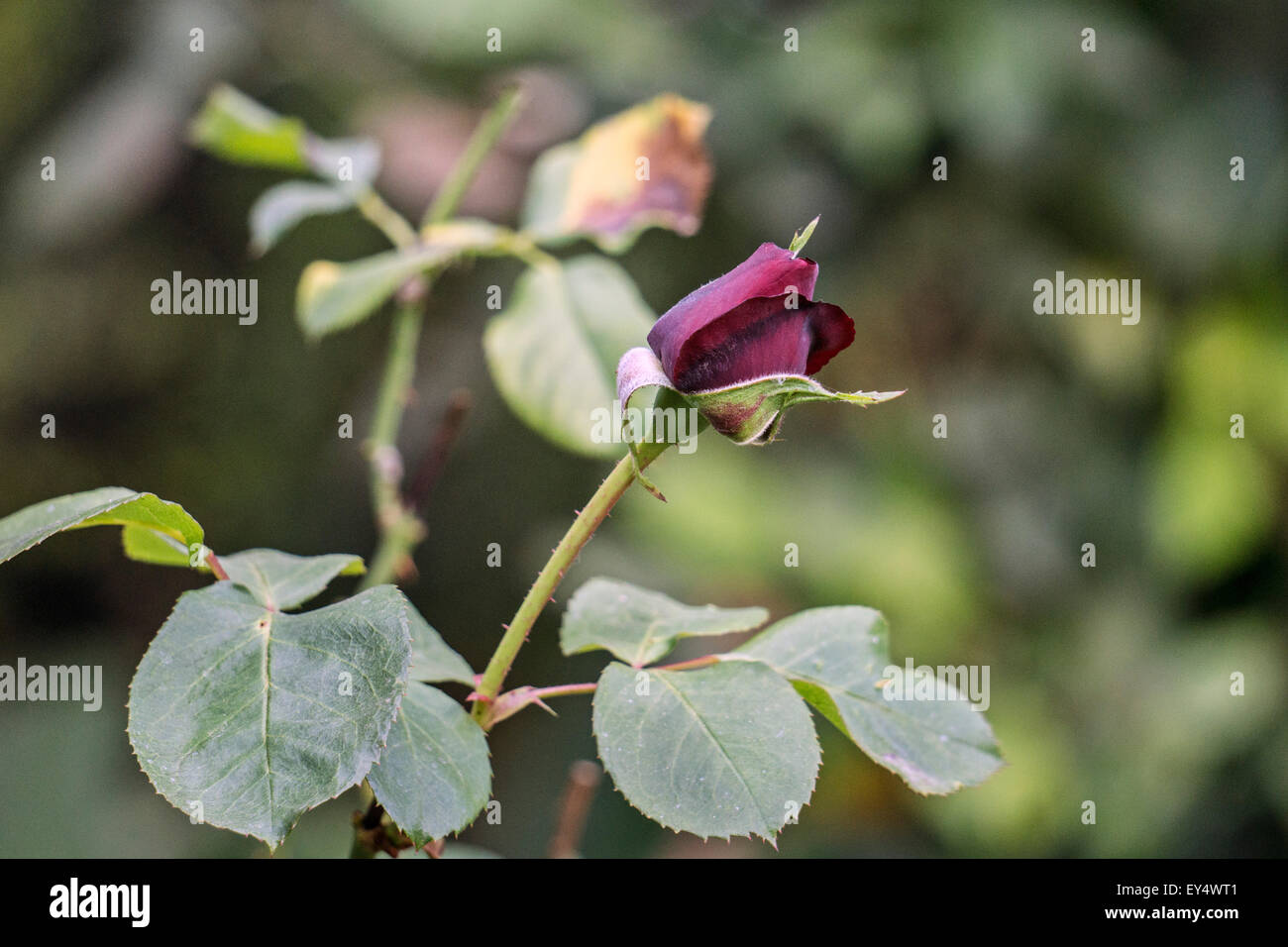close view fresh unblemished perfect garnet red rose unfolding opening ...