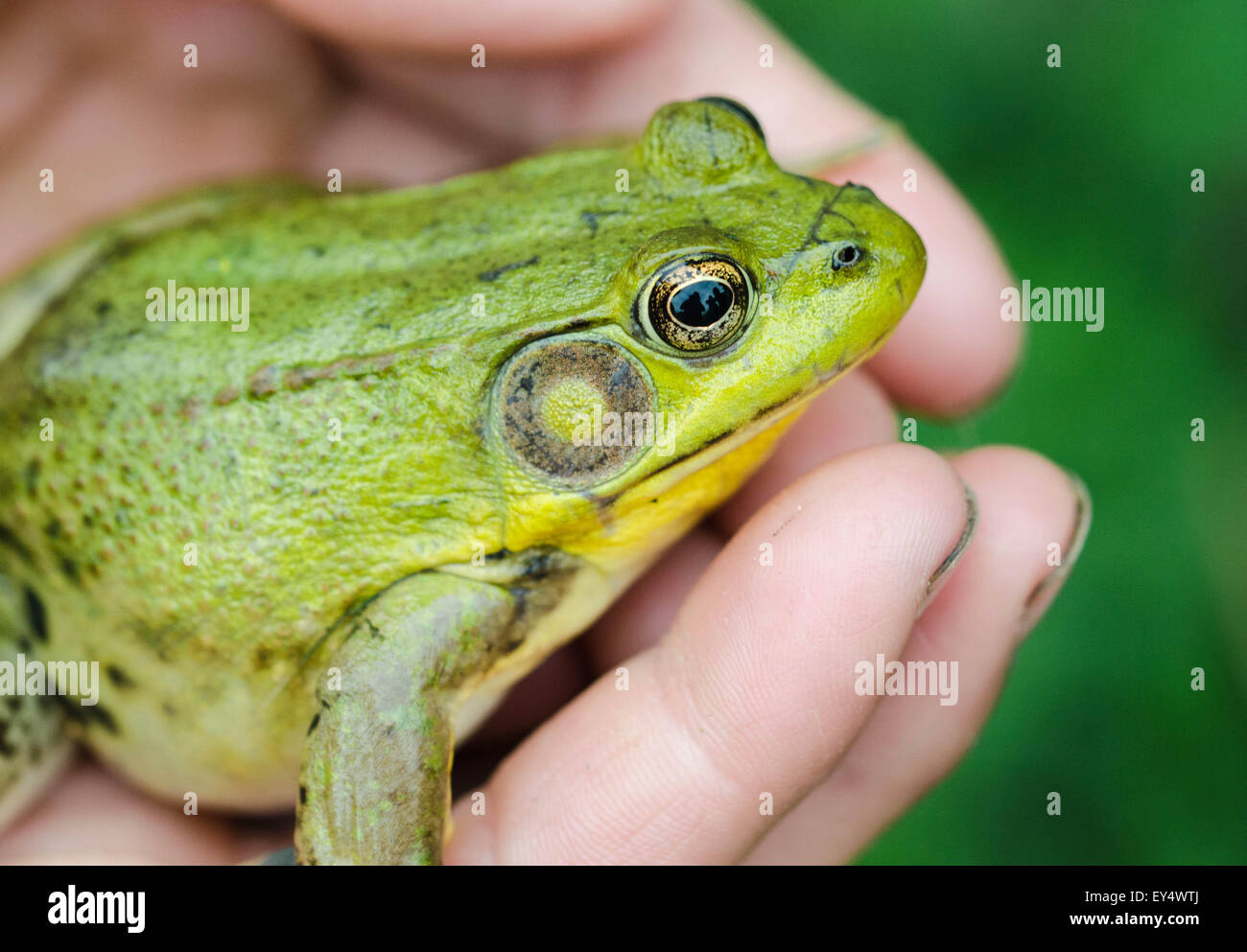 Green Frog in hand Stock Photo - Alamy
