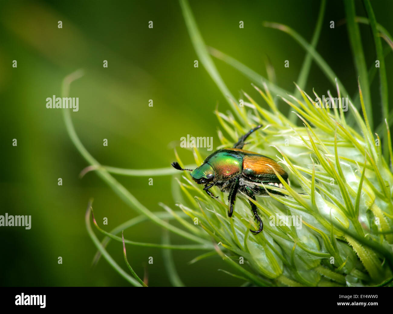 Japanese beetle hi-res stock photography and images - Alamy