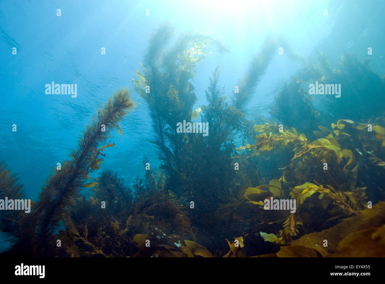 Underwater Kelp Forest at California Reef Stock Photo - Alamy