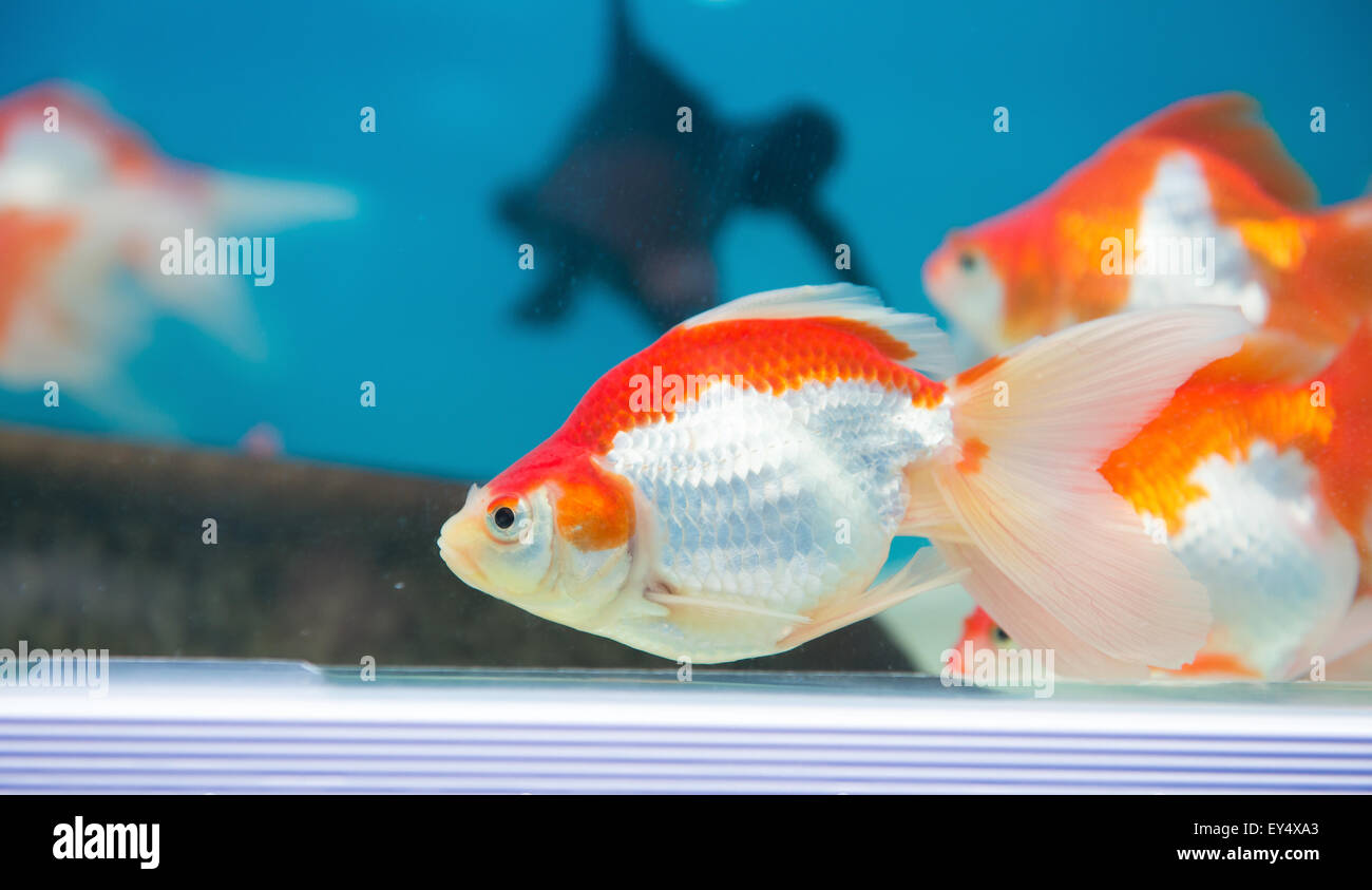 gold fishes swimming in aquarium Stock Photo - Alamy