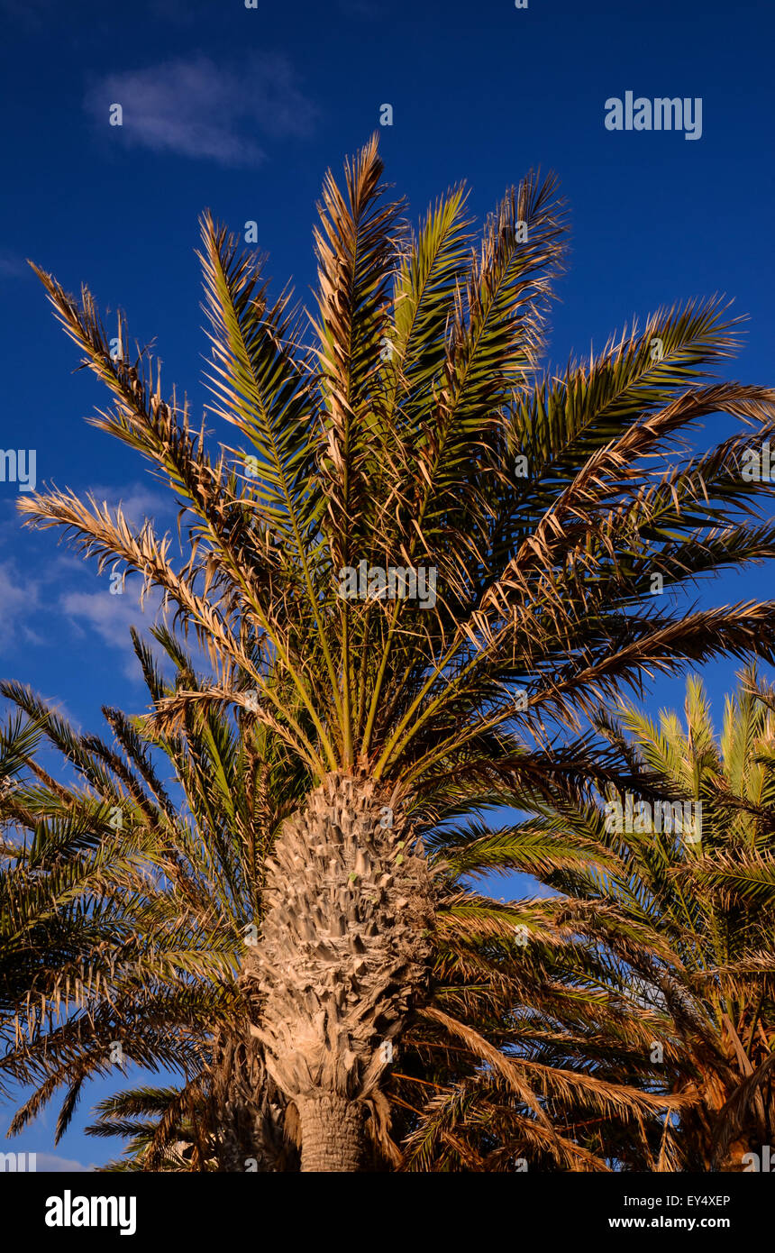 Green Palm Canarian Tree Stock Photo - Alamy