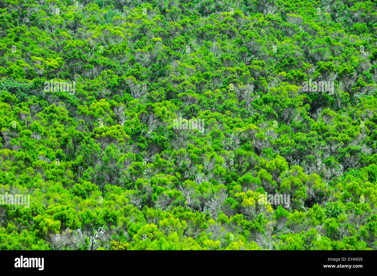 Wild Forest Pine Tree Leaves Texture Stock Photo - Alamy