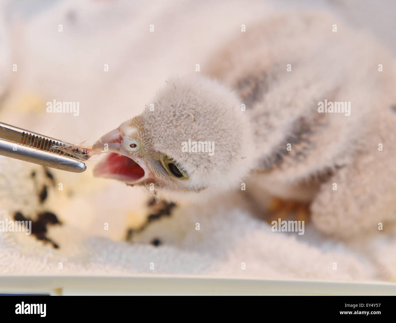 A five day-old kestrel is fed at the Falknerei (falconry) Karlsruhe ...