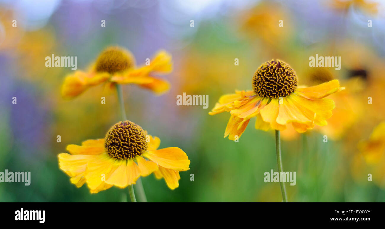 Helenium hi-res stock photography and images - Alamy
