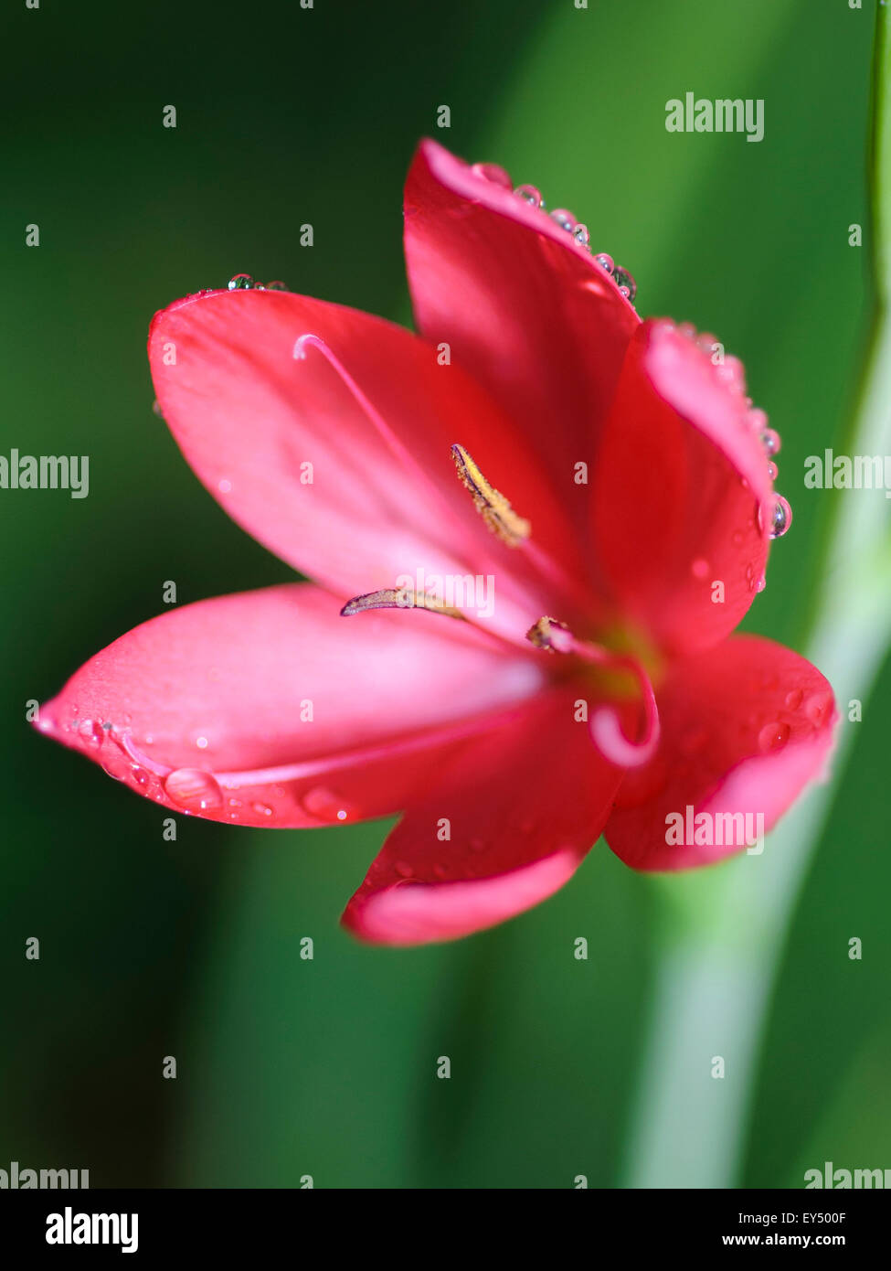 Hesperantha coccinea hi-res stock photography and images - Alamy