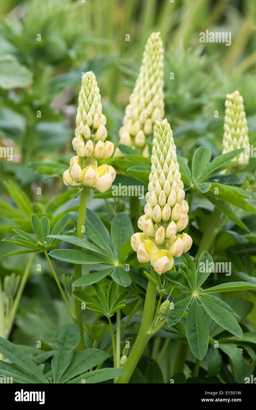 Lupinus, commonly known as lupin or lupine Stock Photo - Alamy