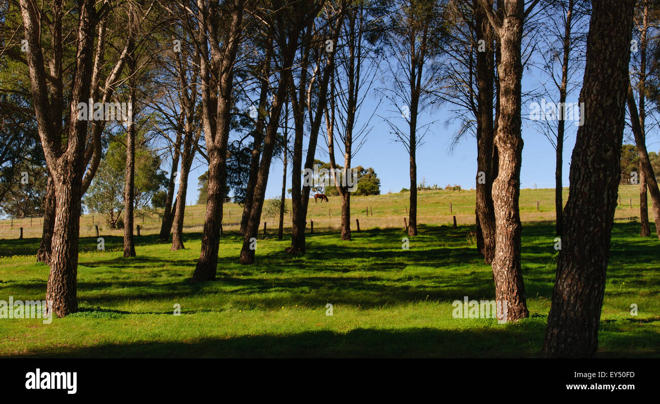 Barossa park hi-res stock photography and images - Alamy