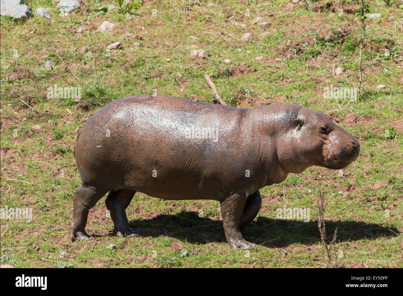 pygmy hippopotamus (Choeropsis liberiensis) on land Stock Photo - Alamy