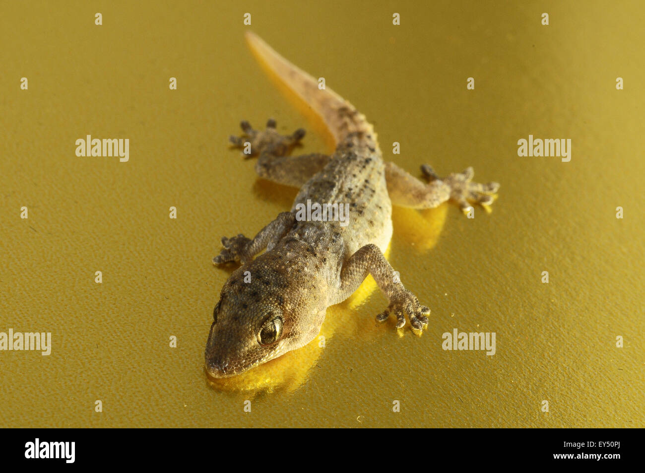 Gray Gecko Lizard Stock Photo - Alamy