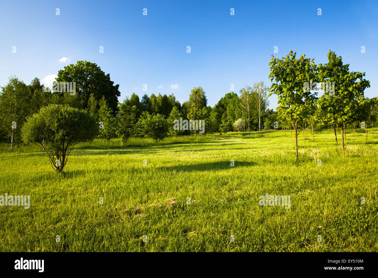 trees in summer Stock Photo - Alamy