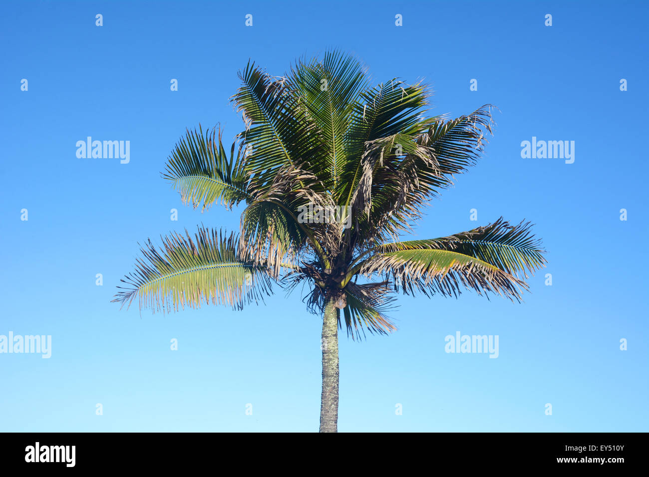 Picture of a palm tree on a sunny day Stock Photo - Alamy