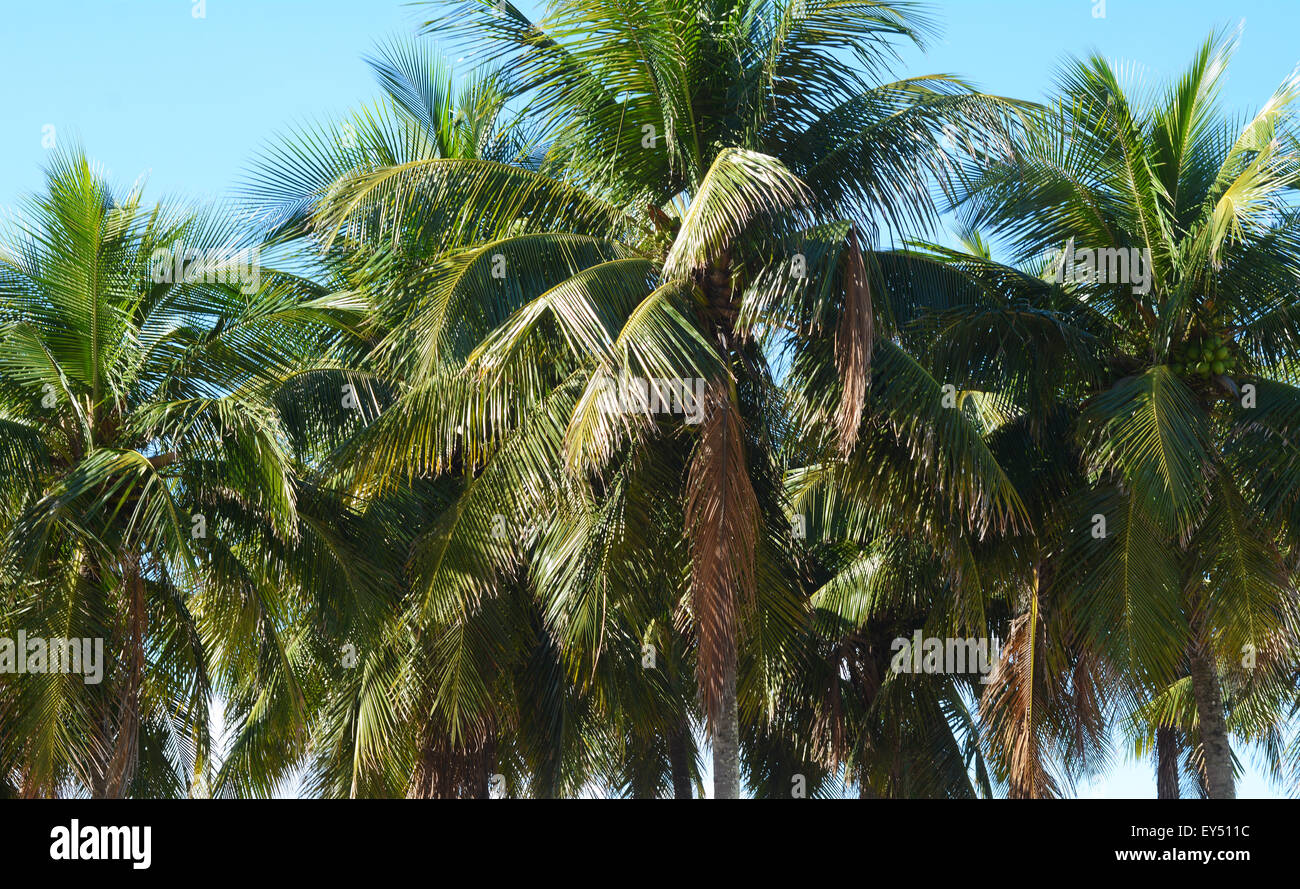 Picture of palm trees hi-res stock photography and images - Alamy