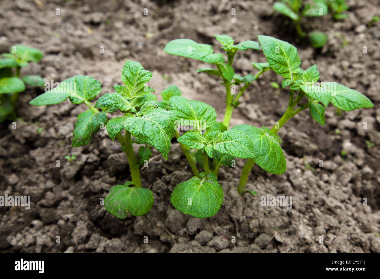 Idaho potato field hi-res stock photography and images - Alamy