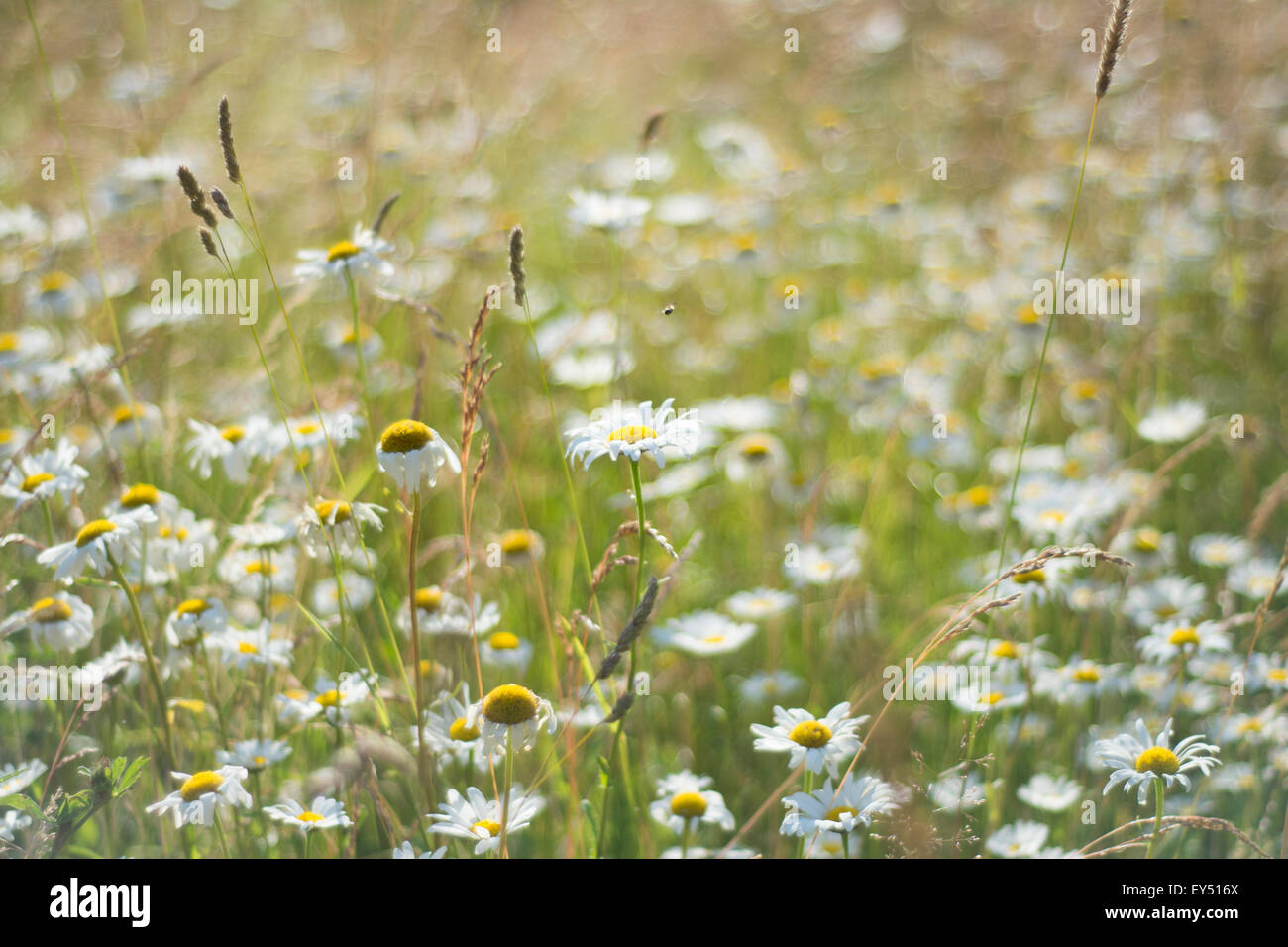 Daisies field hi-res stock photography and images - Alamy