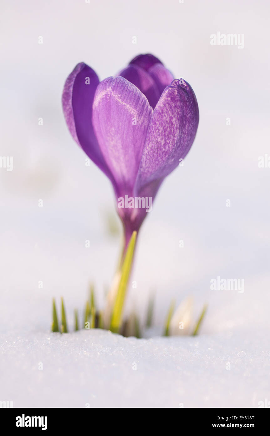 Crocus snow hi-res stock photography and images - Alamy