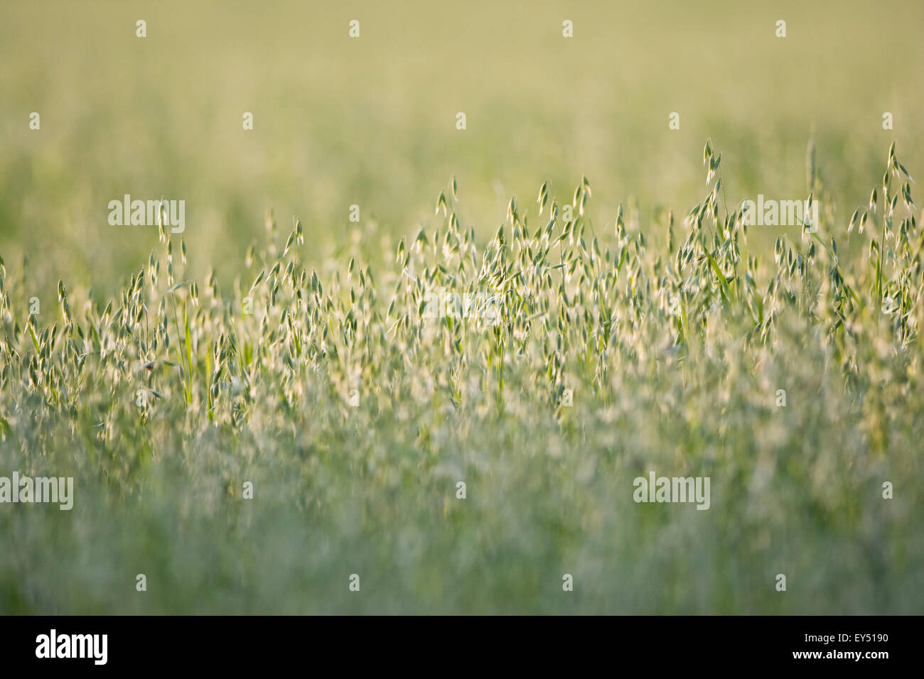 Oat avena sativa crop hi-res stock photography and images - Alamy