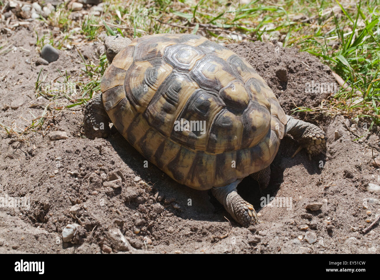 Testudo hermanni boettgeri hi-res stock photography and images - Alamy