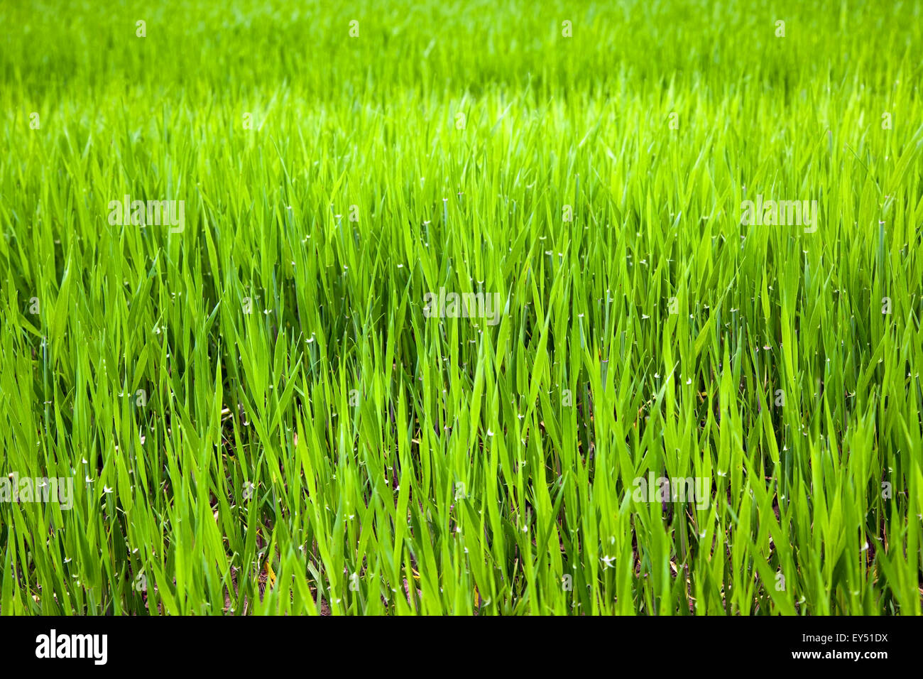 Single stalk of barley hi-res stock photography and images - Alamy