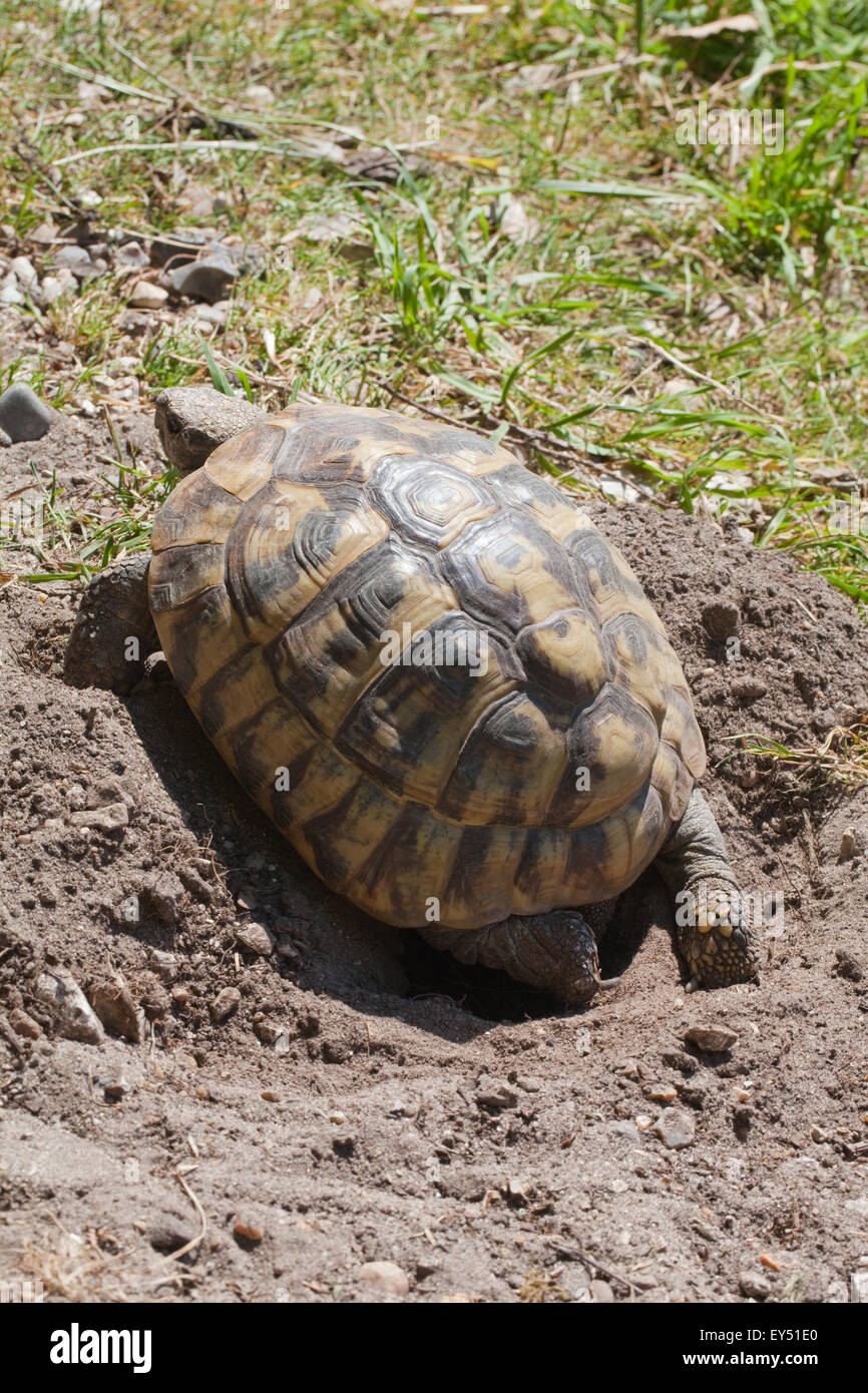 Hermann's Tortoise (Testudo hermanni). Female making an exploratory ...
