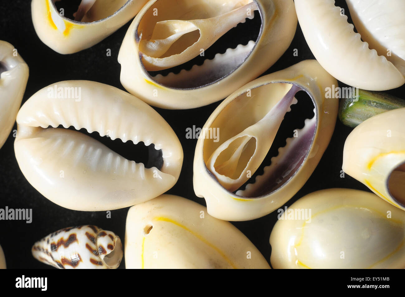 Tusk Shell Stock Photos & Tusk Shell Stock Images - Alamy