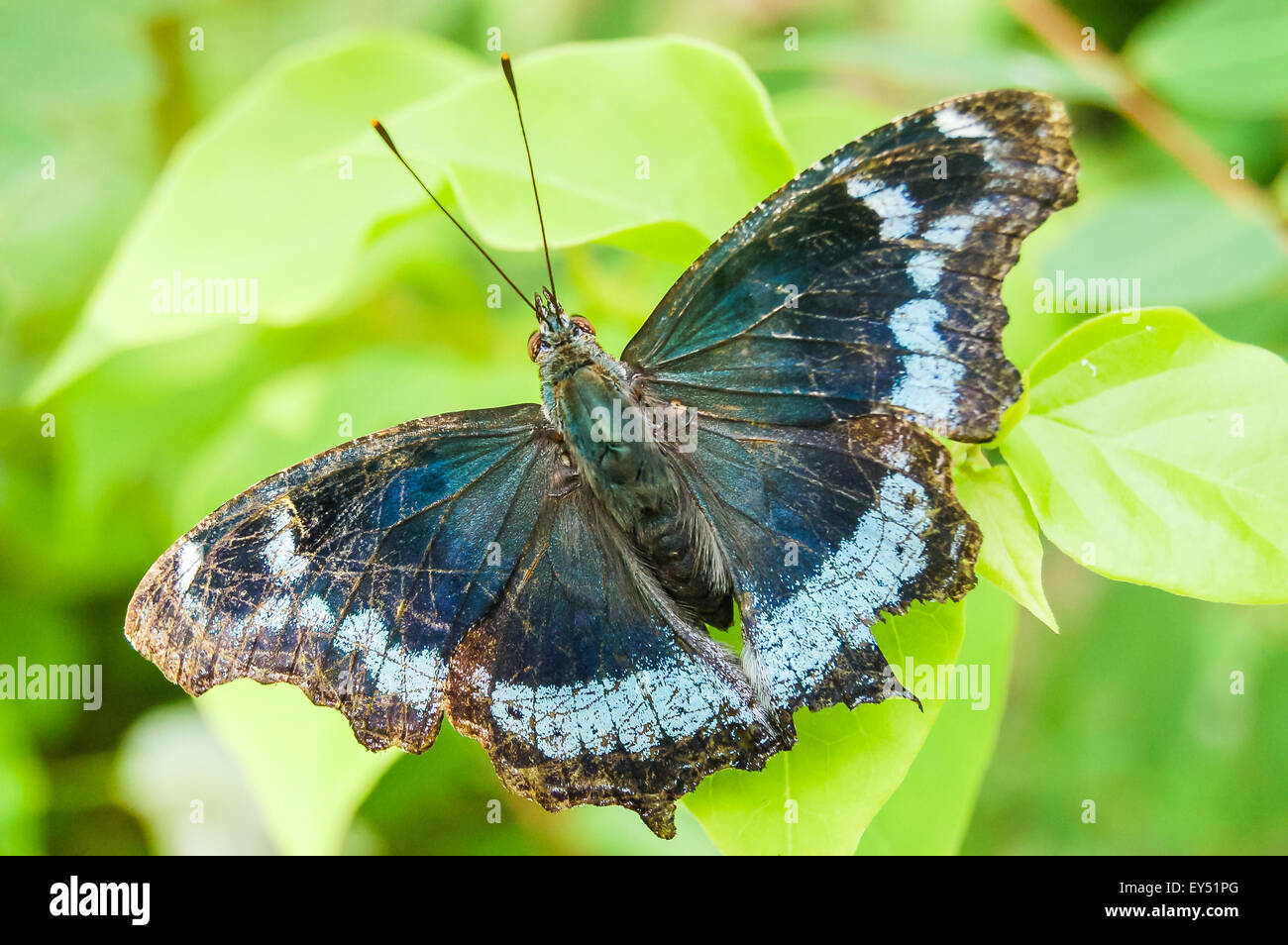 Big Tropical Butterfly Stock Photo - Alamy