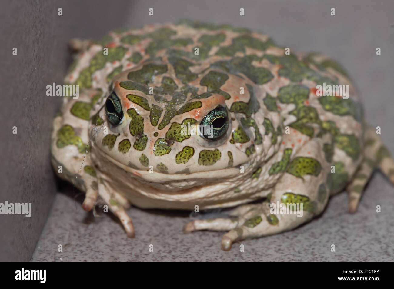 Common European Toad Stock Photo - Alamy