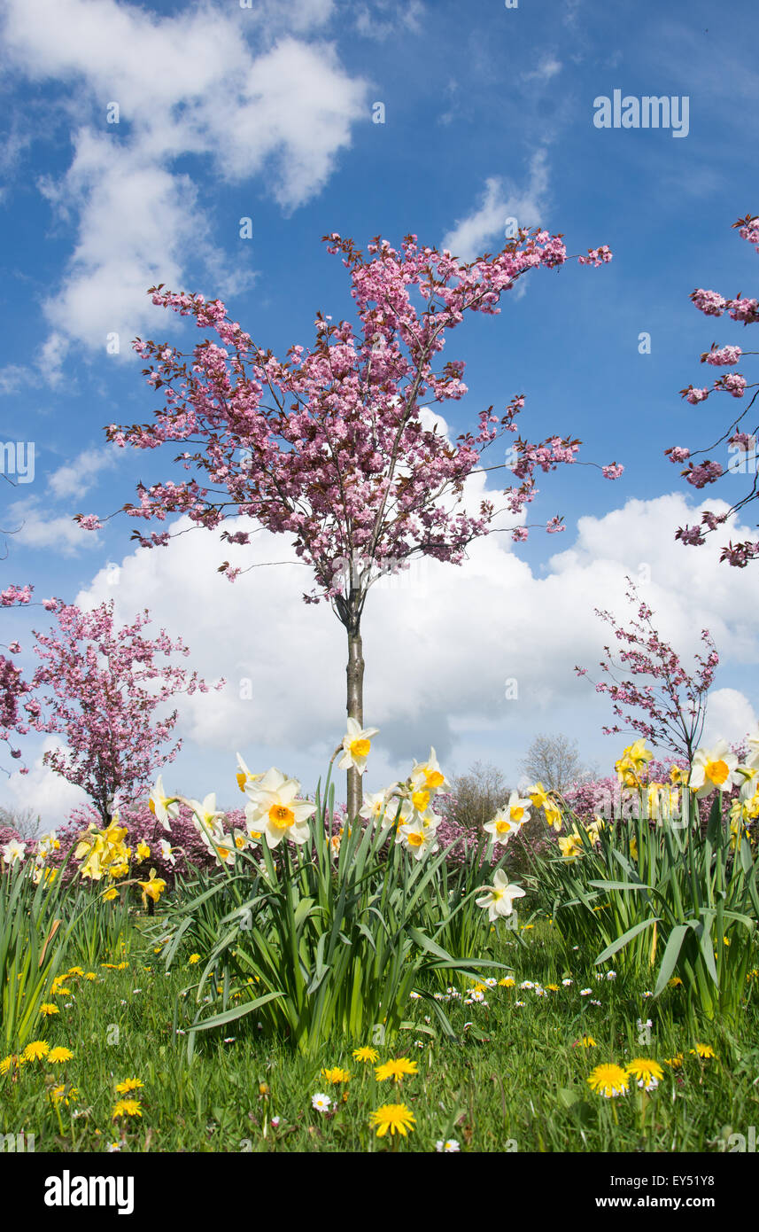 Spring scene with cherry blossoms, daffodils and dandelions, United ...