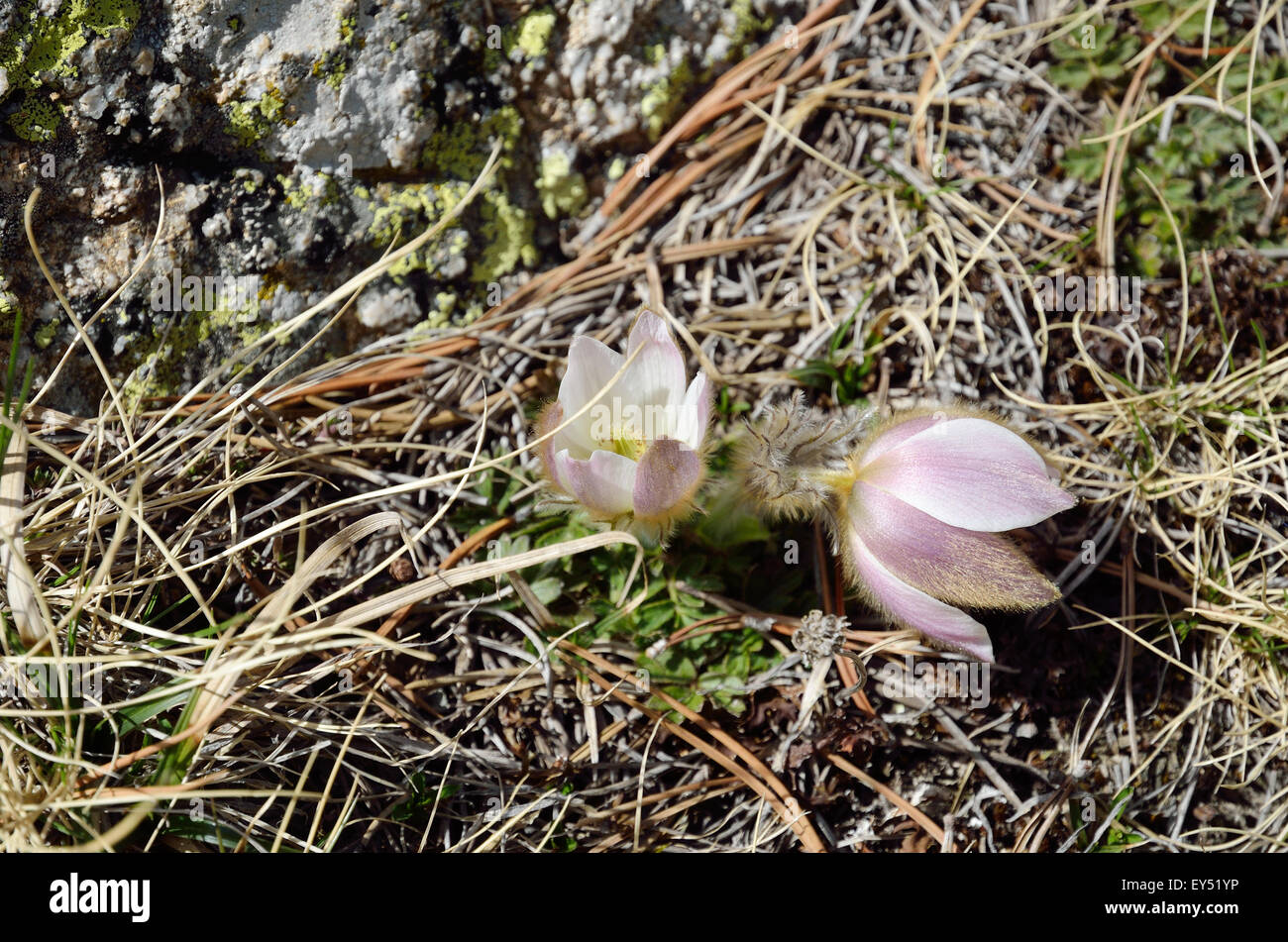 Alpine pasque flower hi-res stock photography and images - Alamy