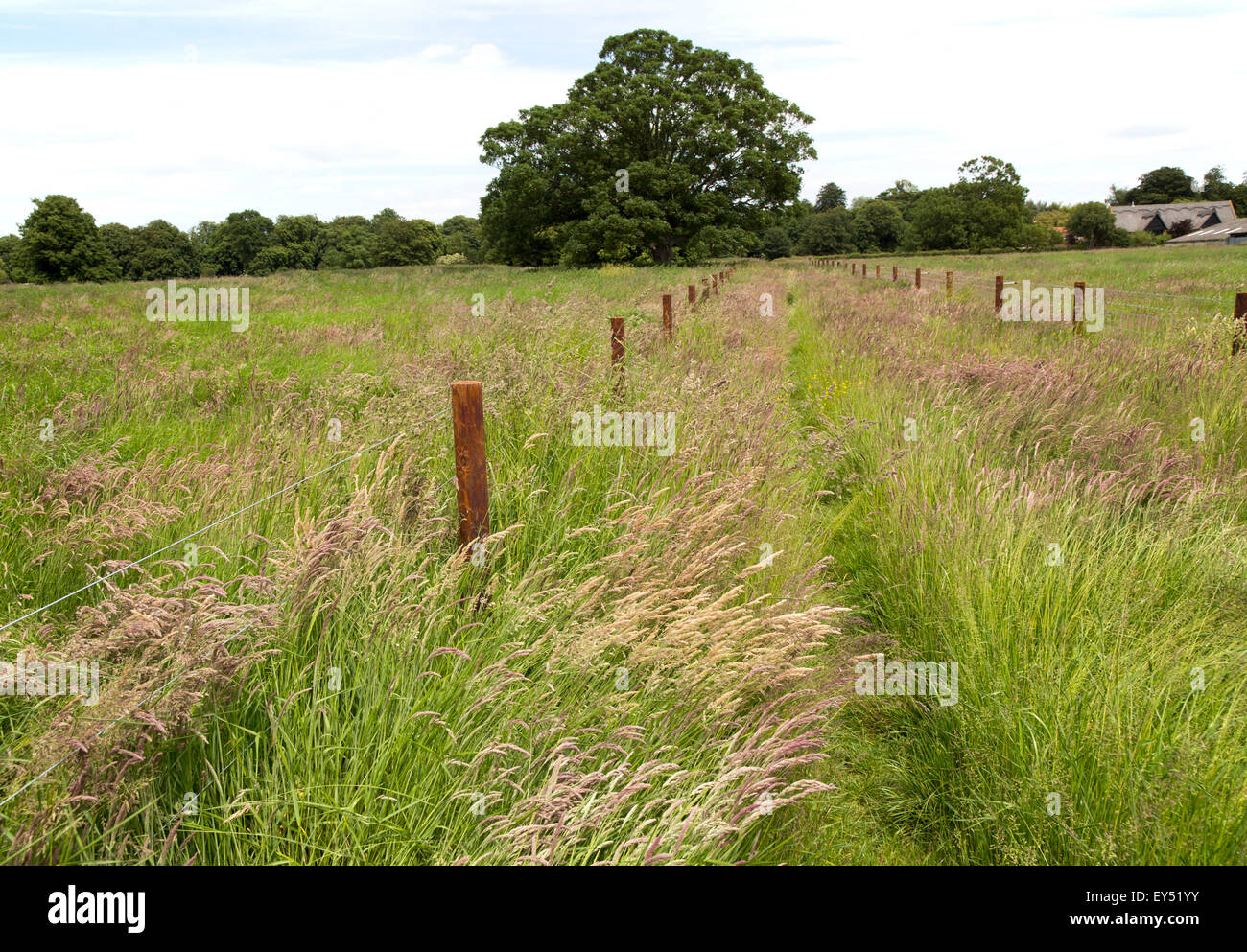 Green grassy fields hi-res stock photography and images - Alamy