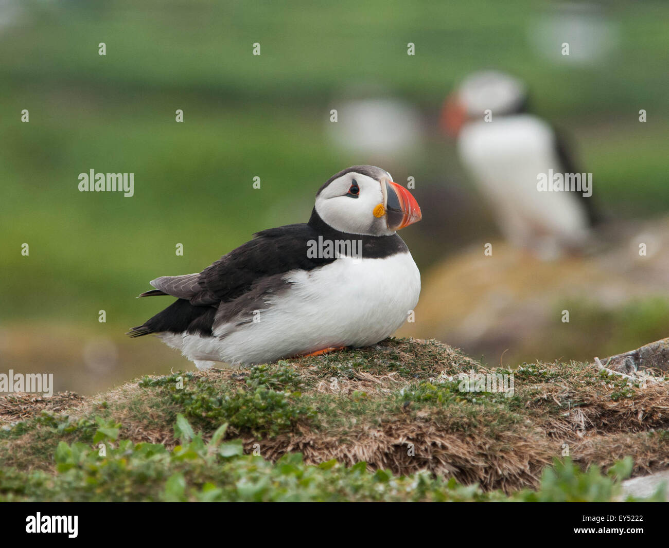 Side of puffin hi-res stock photography and images - Alamy