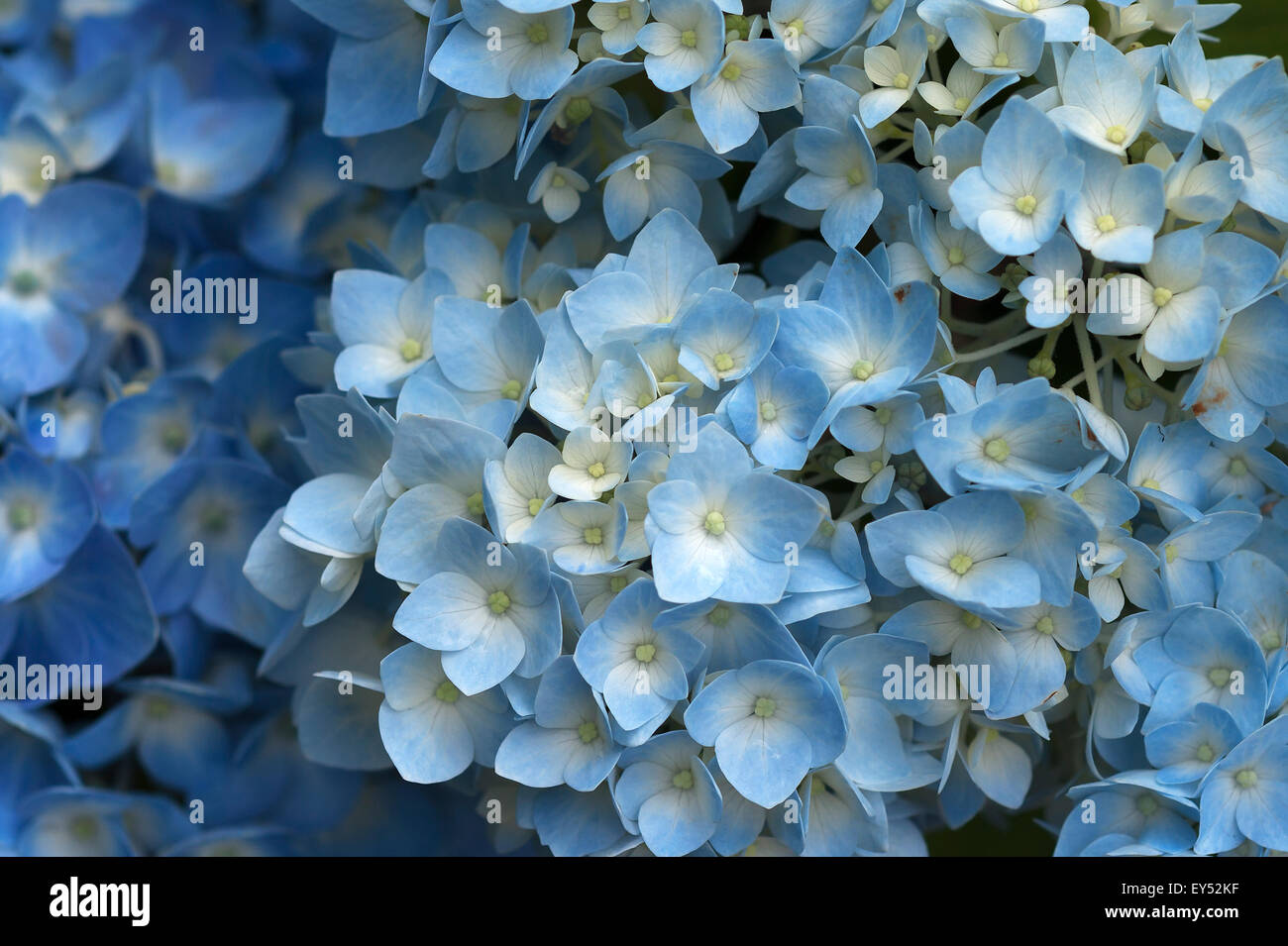 Hydrangea hydrangea sp hi-res stock photography and images - Alamy