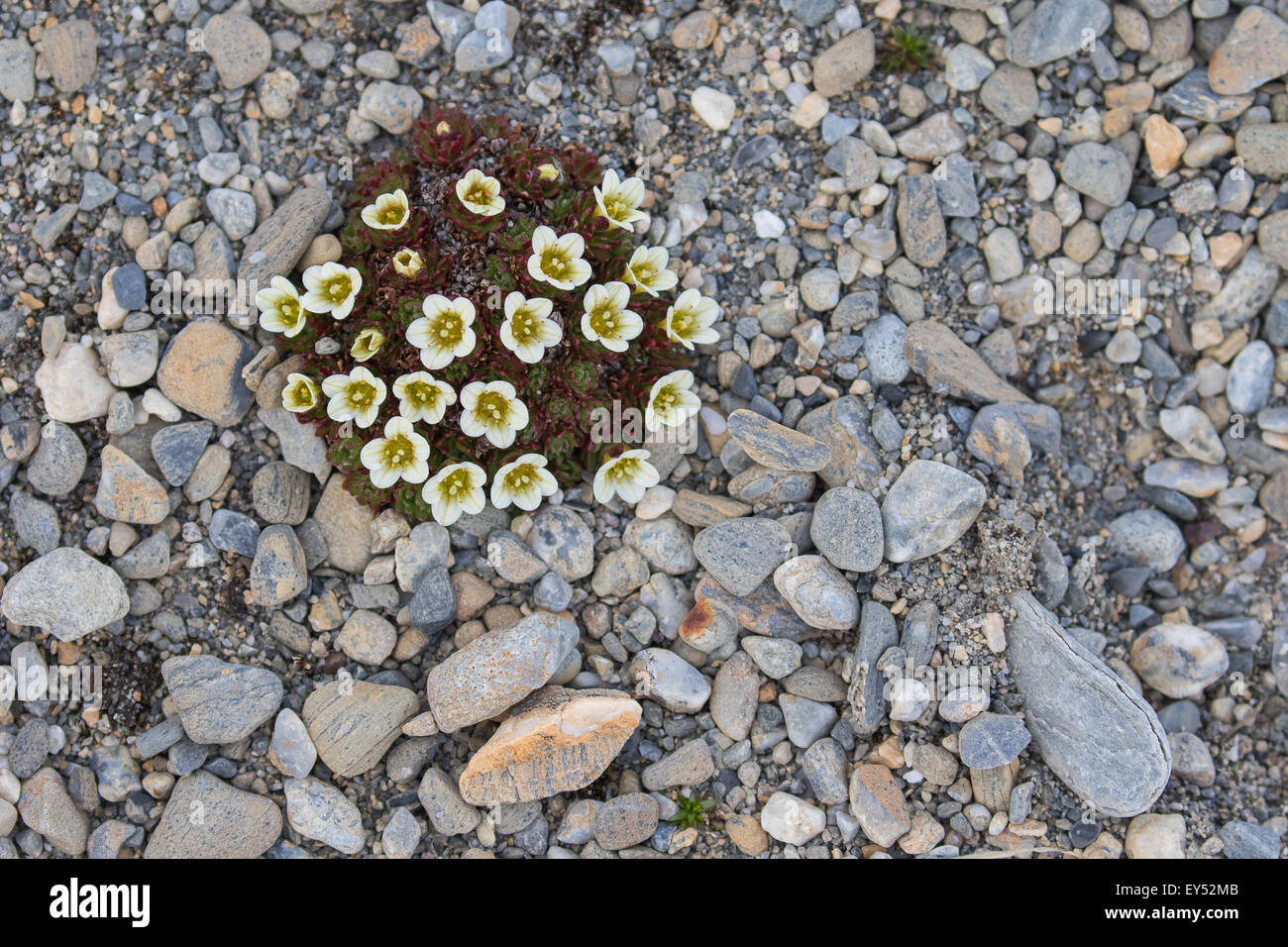Rosacea hi-res stock photography and images - Alamy