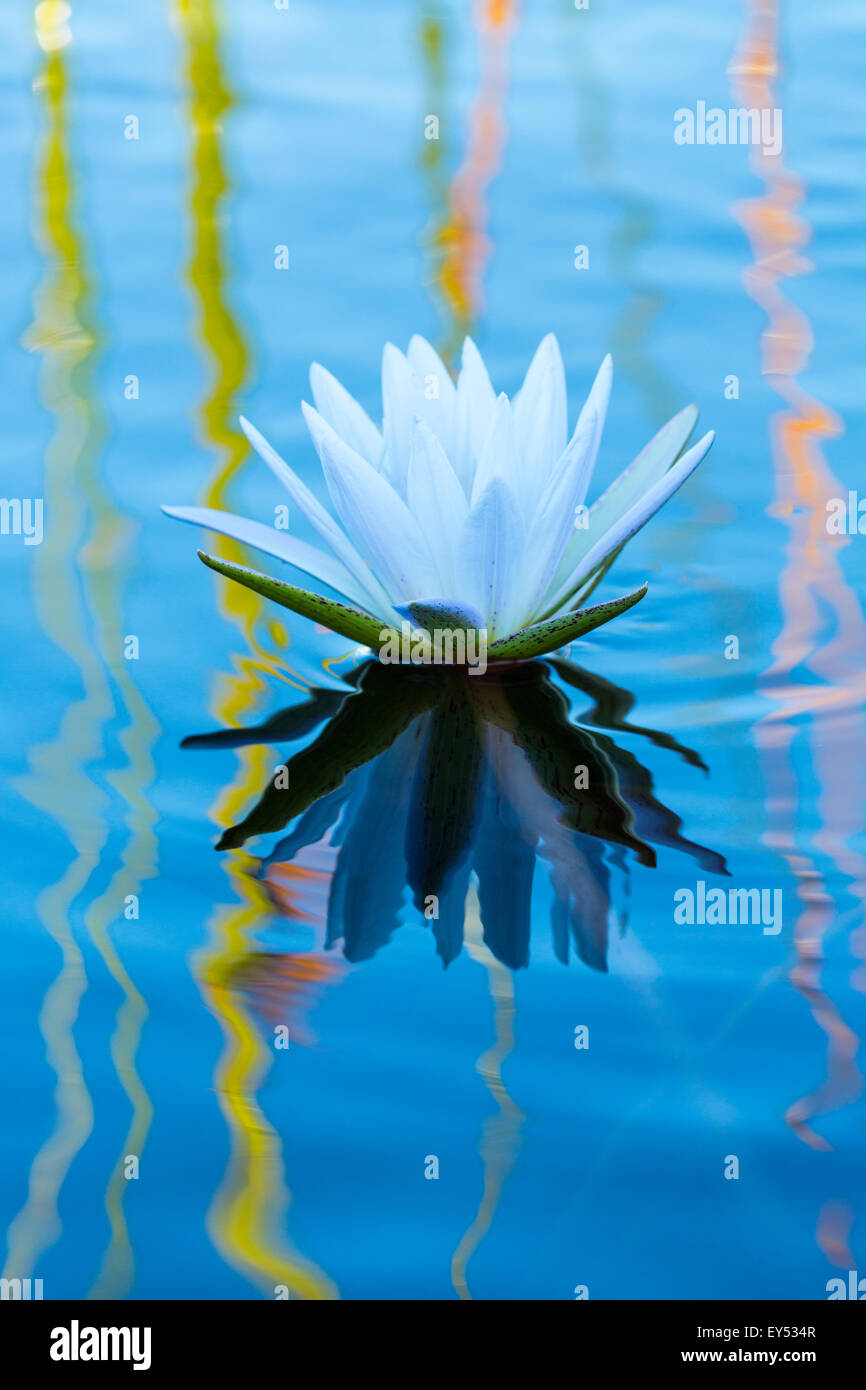 Flower water lily - Okavango Delta Botswana Stock Photo - Alamy