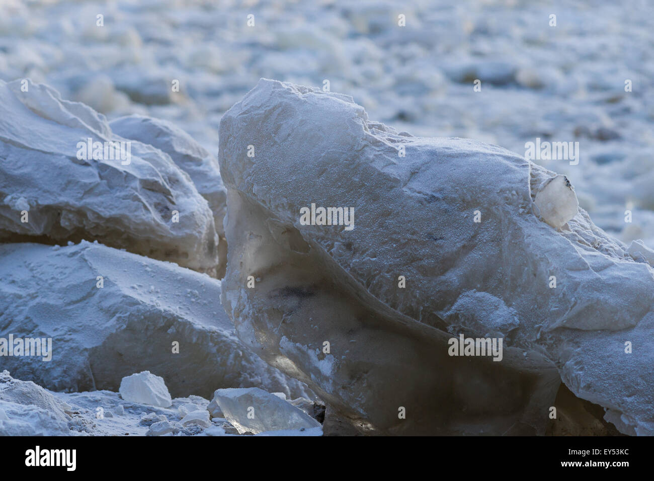 Closeup view of an ice hummock on the surface of the frozen pond ...