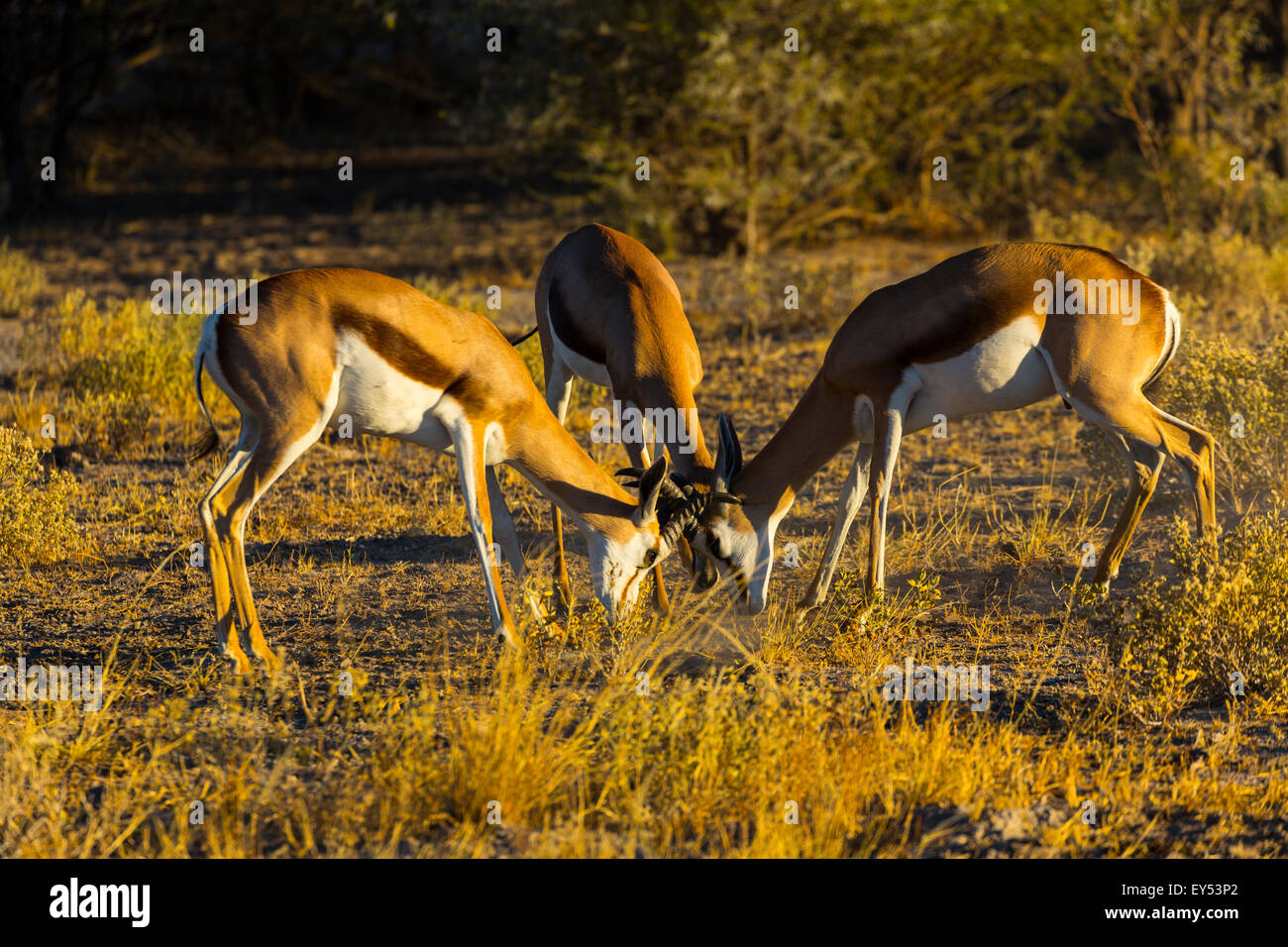 Fight Springboks - Kalahari Botswana Stock Photo - Alamy